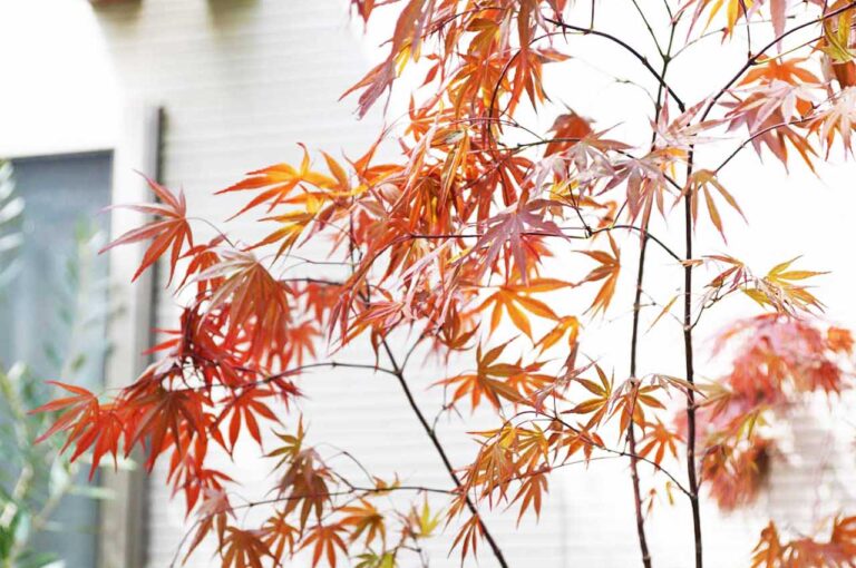 ノムラモミジとはどんな植木?特徴と育て方について詳しく解説 にわいろselect